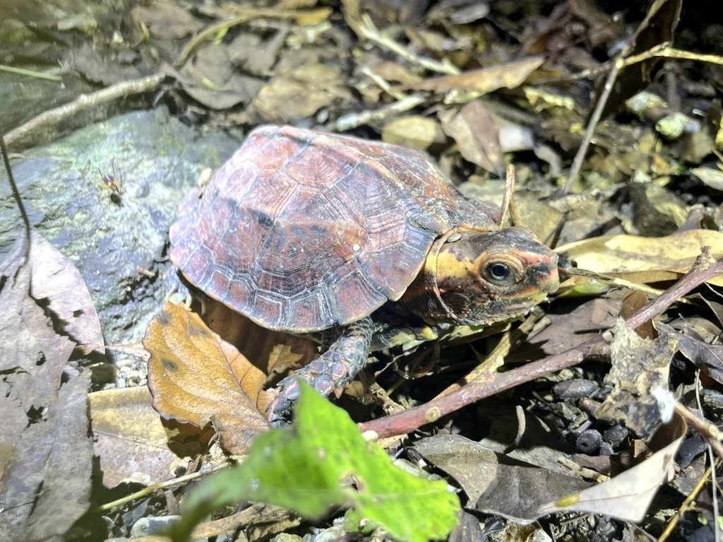 Ryukyu black-breasted leaf turtle in September 2022 by 吉田侑暉 · iNaturalist