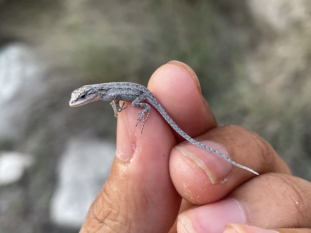 Ornate Tree Lizard from Barton Hills, Austin, TX, US on September 10 ...