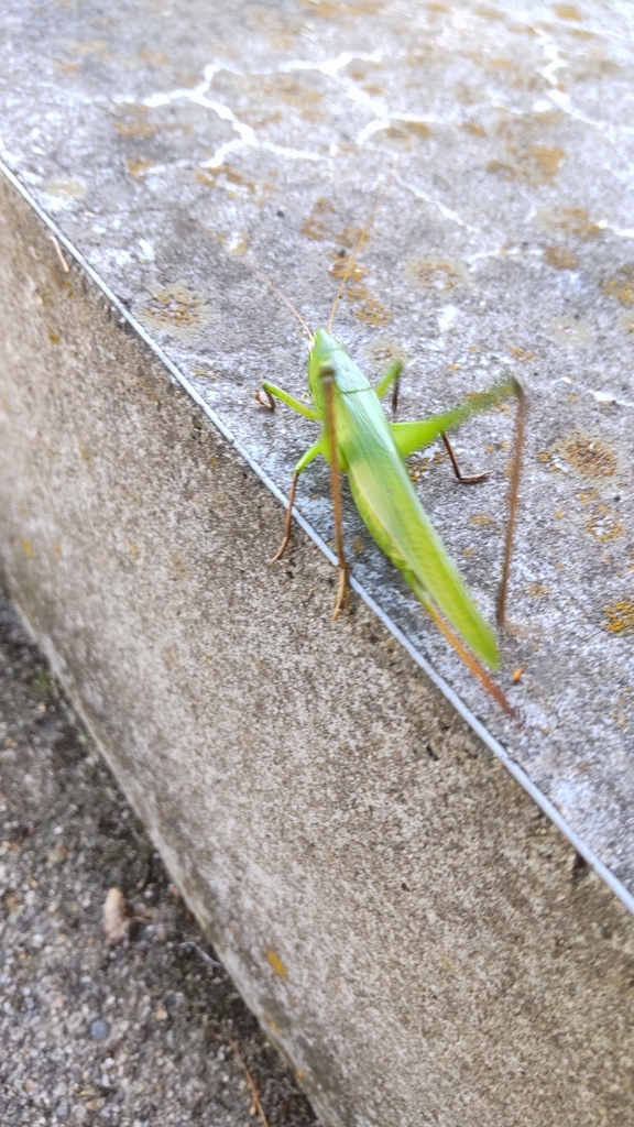 Ruspolia lineosa from 猿倉山森林公園 キャンプ場 on September 11, 2022 at 11:05 AM ...