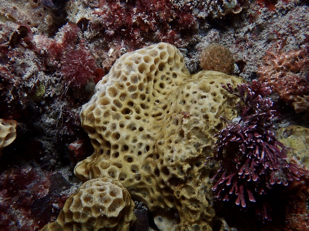 Sponges from Stirling, AU-WA, AU on September 10, 2022 at 07:49 PM by ...