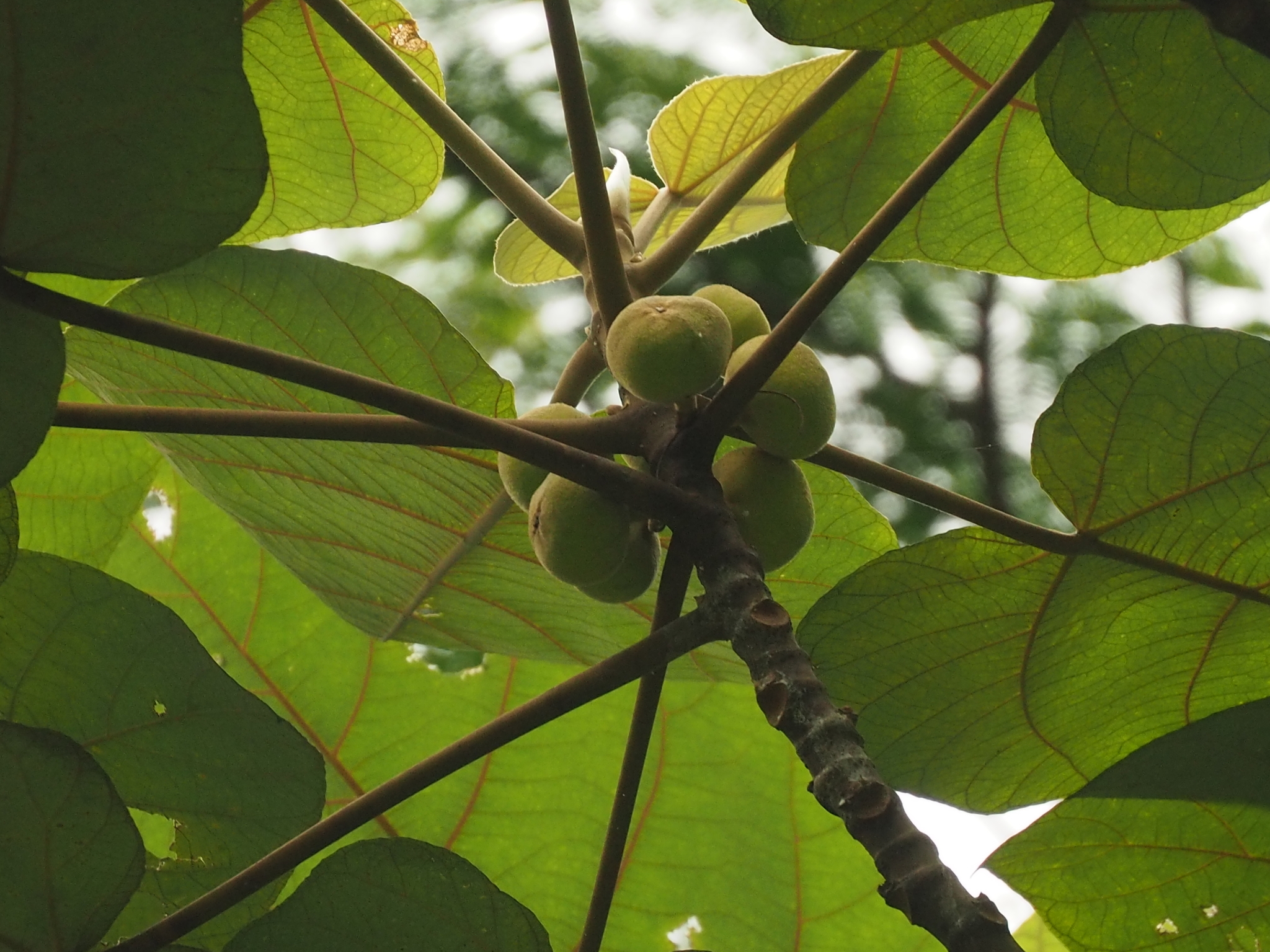 Ficus padana Burm.fil.