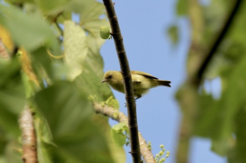 Santa Cruz White-eye (Zosterops sanctaecrucis) · iNaturalist United Kingdom