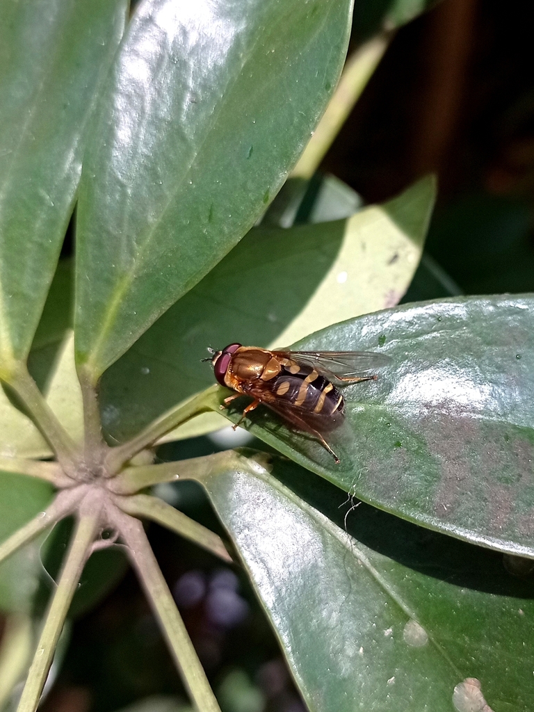 Common Flower Flies from 32PP+5H2, 20005 Maldonado, Departamento de Maldonado, Uruguay on ...