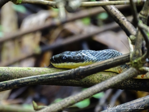 Puffing Snake (Phrynonax poecilonotus) - Snakes and Lizards