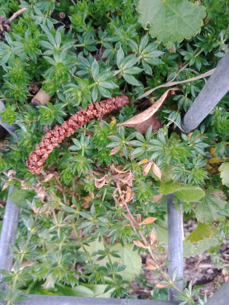 Field madder from Aro Street at Ohiro Road, Aro Valley, Wellington 6021 ...