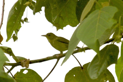 Malaita White-eye (Zosterops stresemanni) · iNaturalist