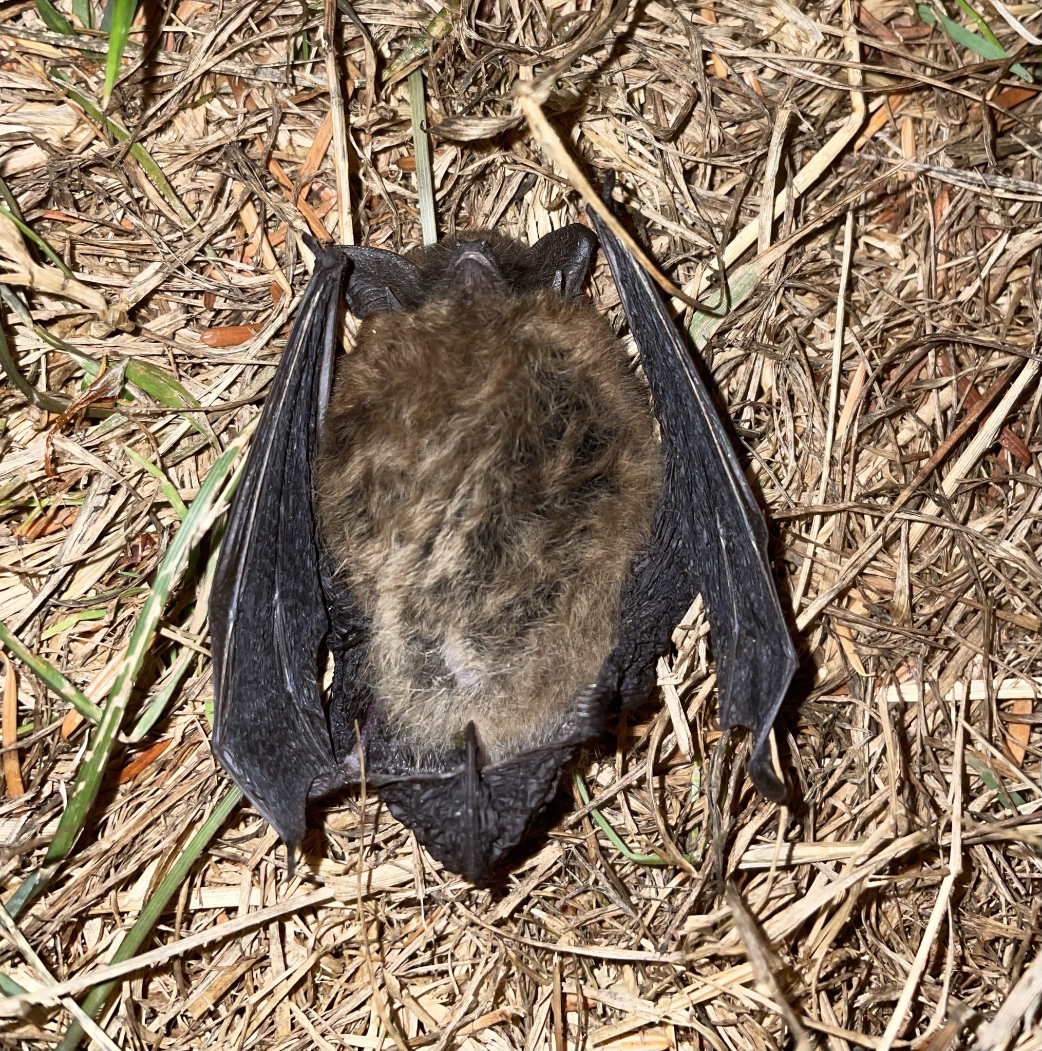 Myotis californicus (Audubon & Bachman, 1842)