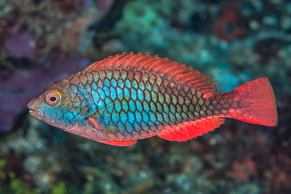 Redband Parrotfish in March 2022 by Francois Libert. (EN) Redband ...