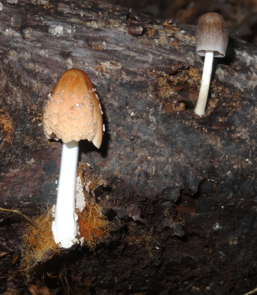 Coprinellus radians (Fungi of southern Africa) · iNaturalist