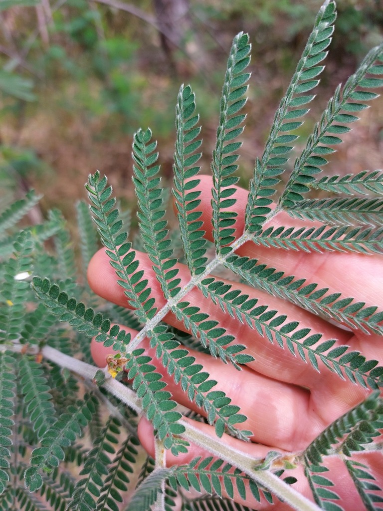 Velvet Wattle (Acacia fulva) - Botanical Realm