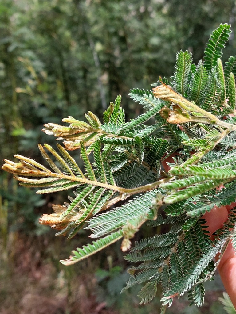 Velvet Wattle (Acacia fulva) - Botanical Realm