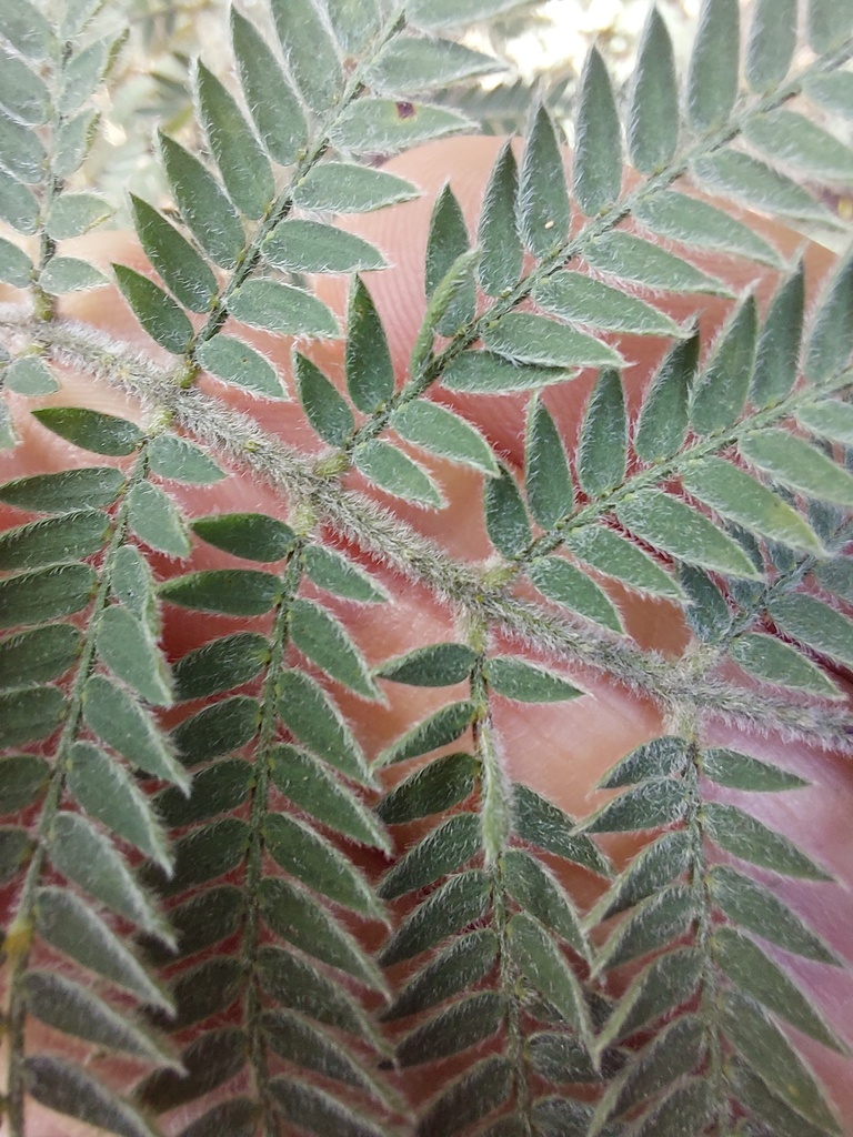 Velvet Wattle (Acacia fulva) - Botanical Realm