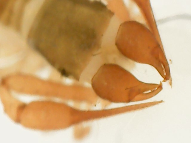 Chthoniidae