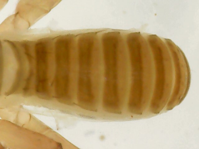 Chthoniidae
