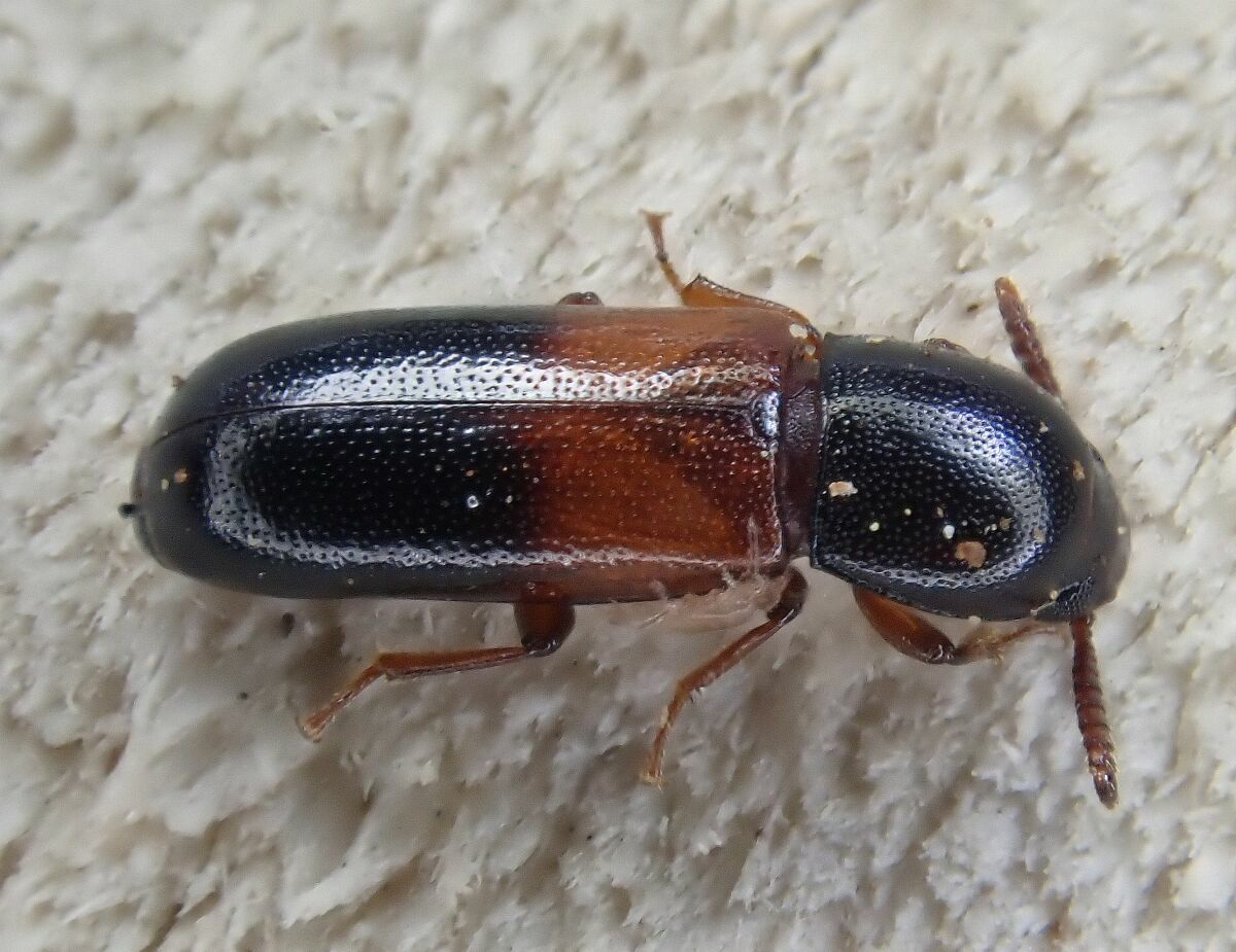 Corticeus fasciatus (Fabricius, 1790)