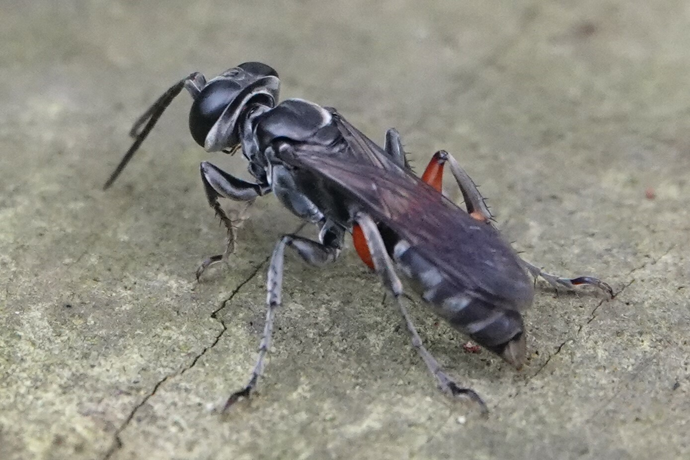 Liris subtessellatus (F.Smith, 1856)