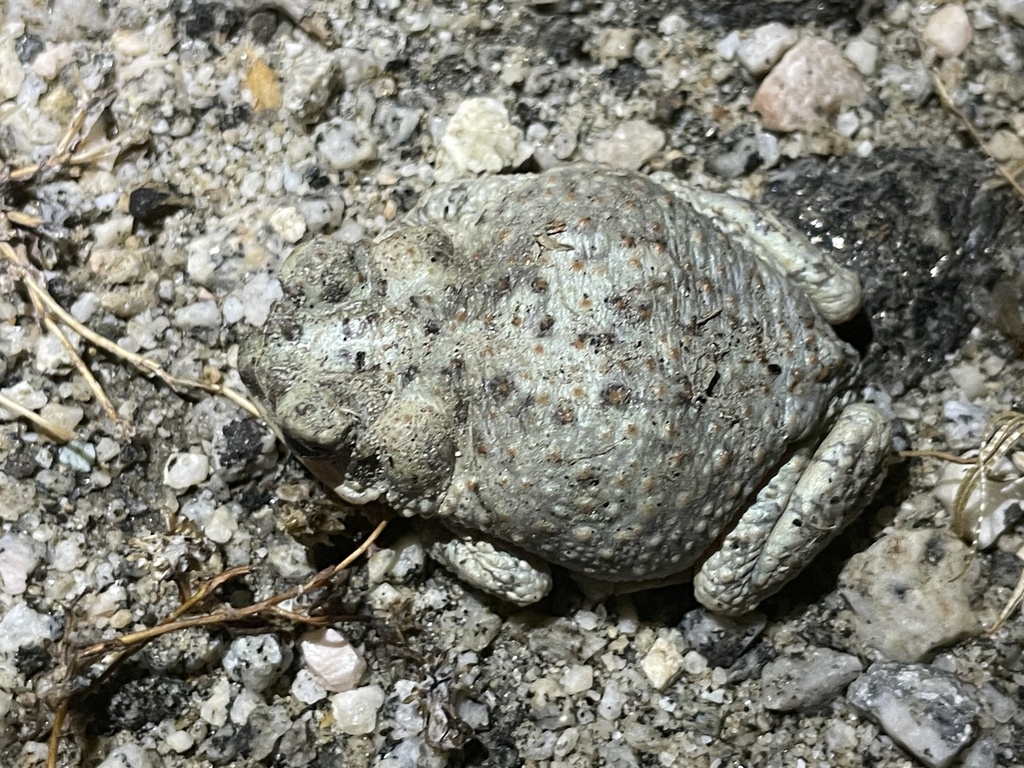 Red-spotted Toad from Sand to Snow National Monument, Whitewater, CA ...