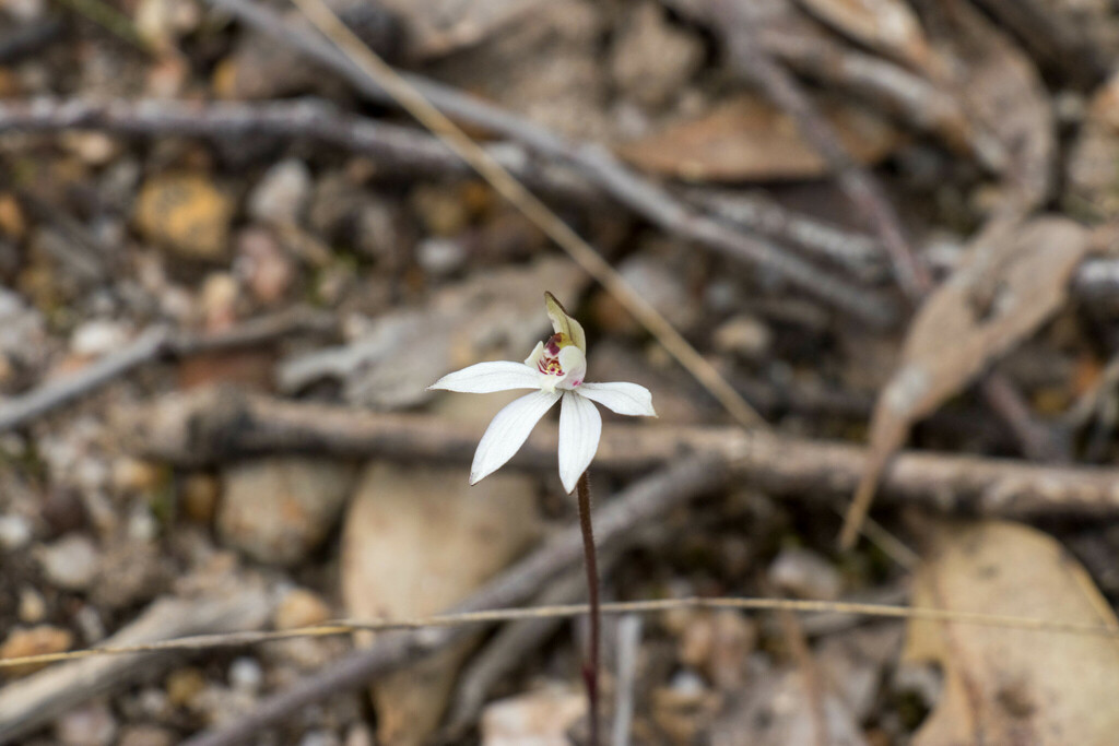 Dusky Fingers from Brisbane Ranges, Golden Plains - South-East ...