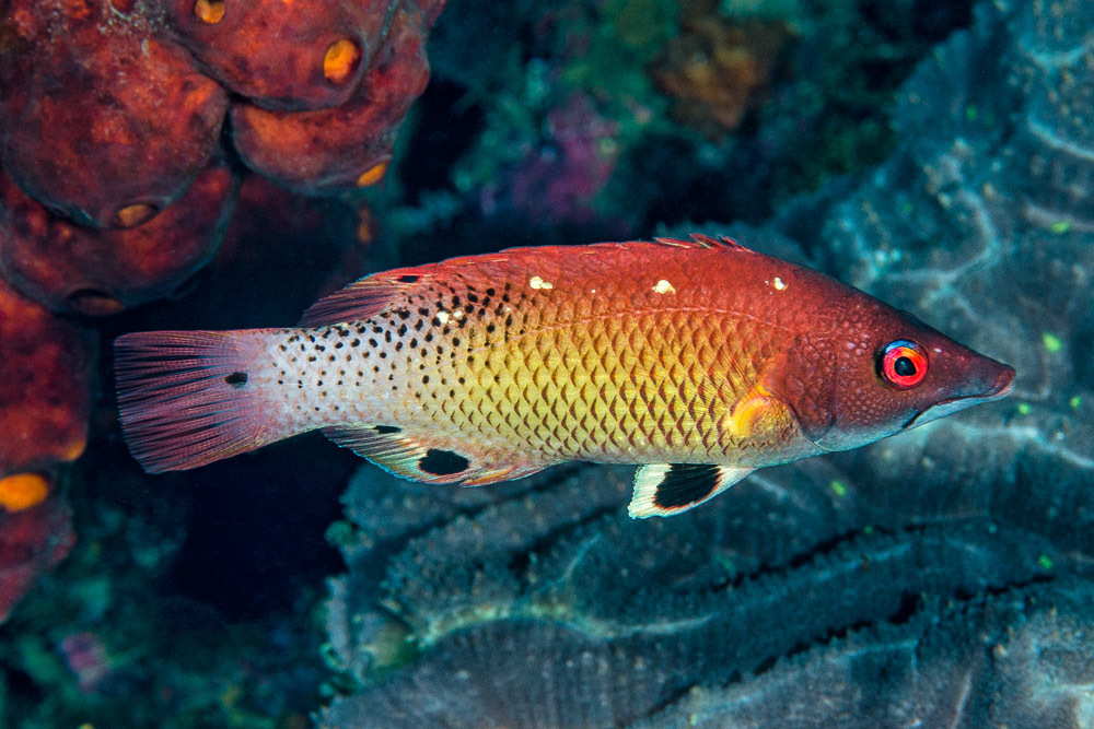 Redfin Hogfish (Field guide to the marine species of the SS Yongala ...