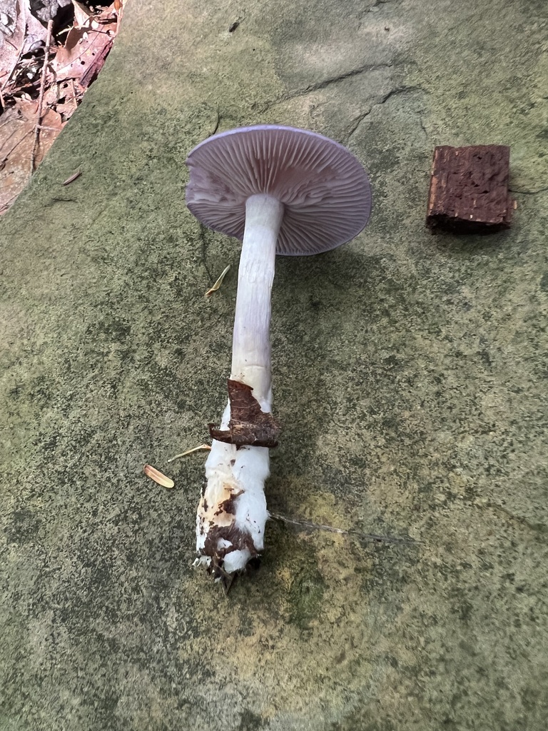 Viscid Violet Cort in September 2022 by David McCheyne · iNaturalist