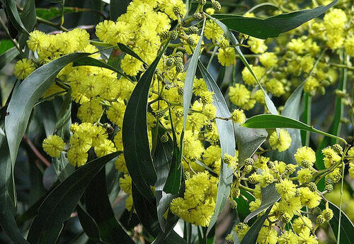 Golden Wattle (Rock Haven - Alien Invasive Plant Species) · iNaturalist