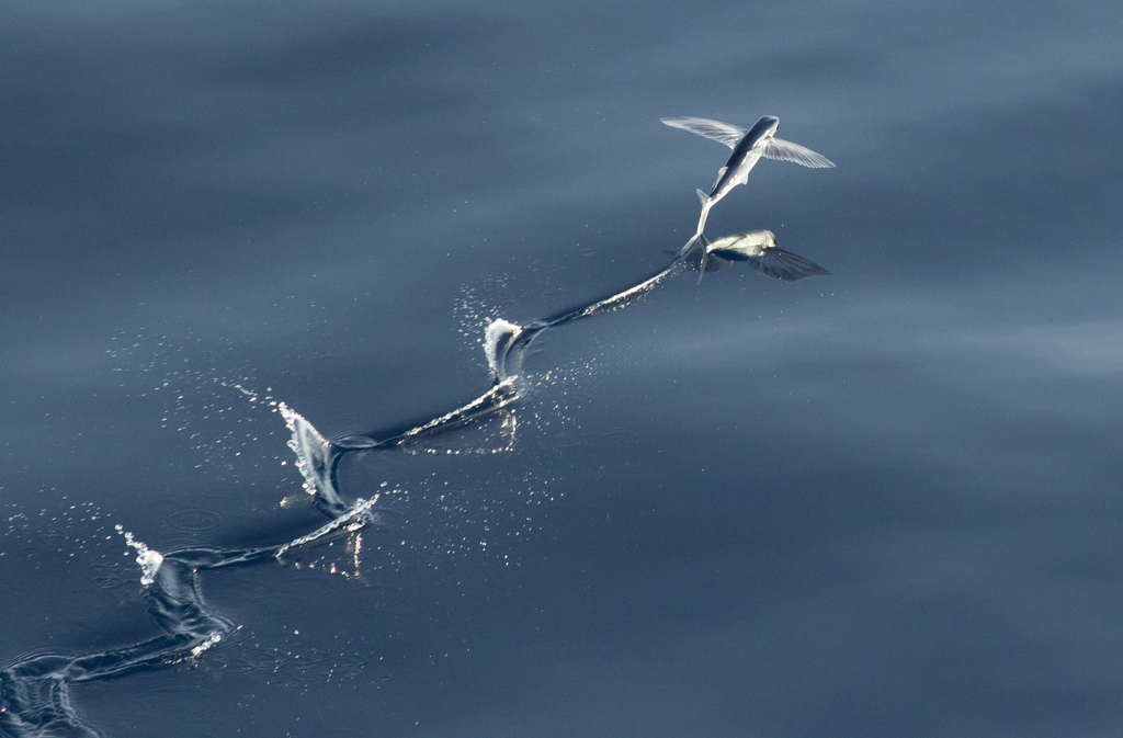 Flyingfishes (Exocoetidae) - Marine Life Identification