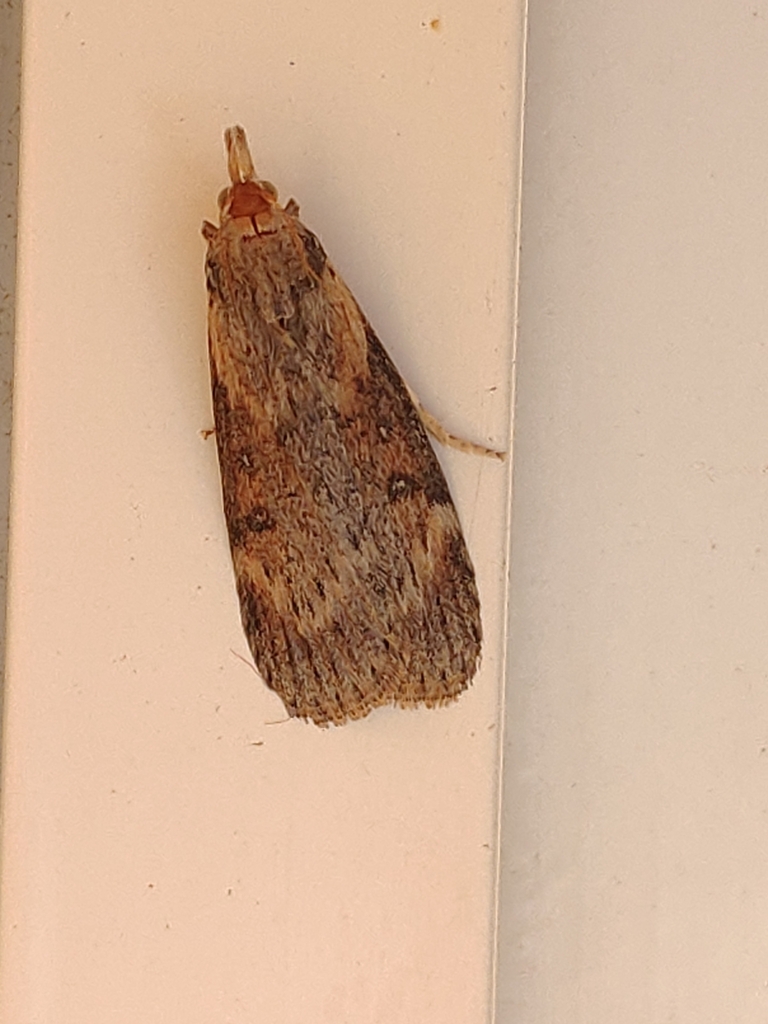 Theresian Moth from QCR6+4XW, Chloraka, Cyprus on September 11, 2022 at ...