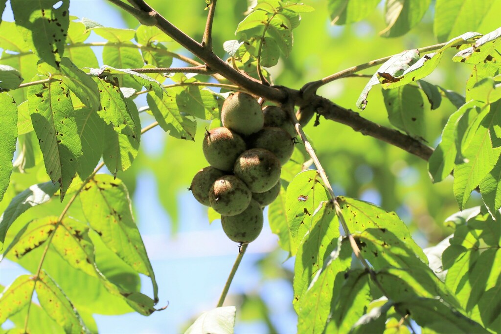 Chinese Walnut from 台灣台中市和平區台7甲線 on September 08, 2022 at 11:30 AM by ...