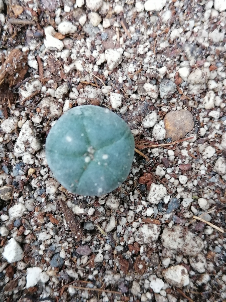 Peyote in September 2022 by gomez-flores · iNaturalist