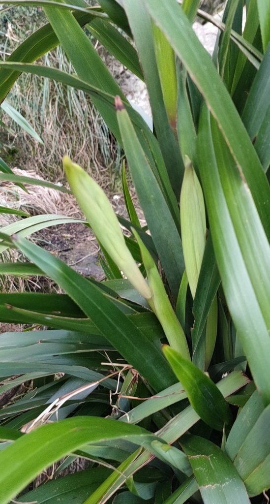 flax-lilies from Genoa VIC 3891, Australia on August 28, 2022 at 03:40 ...