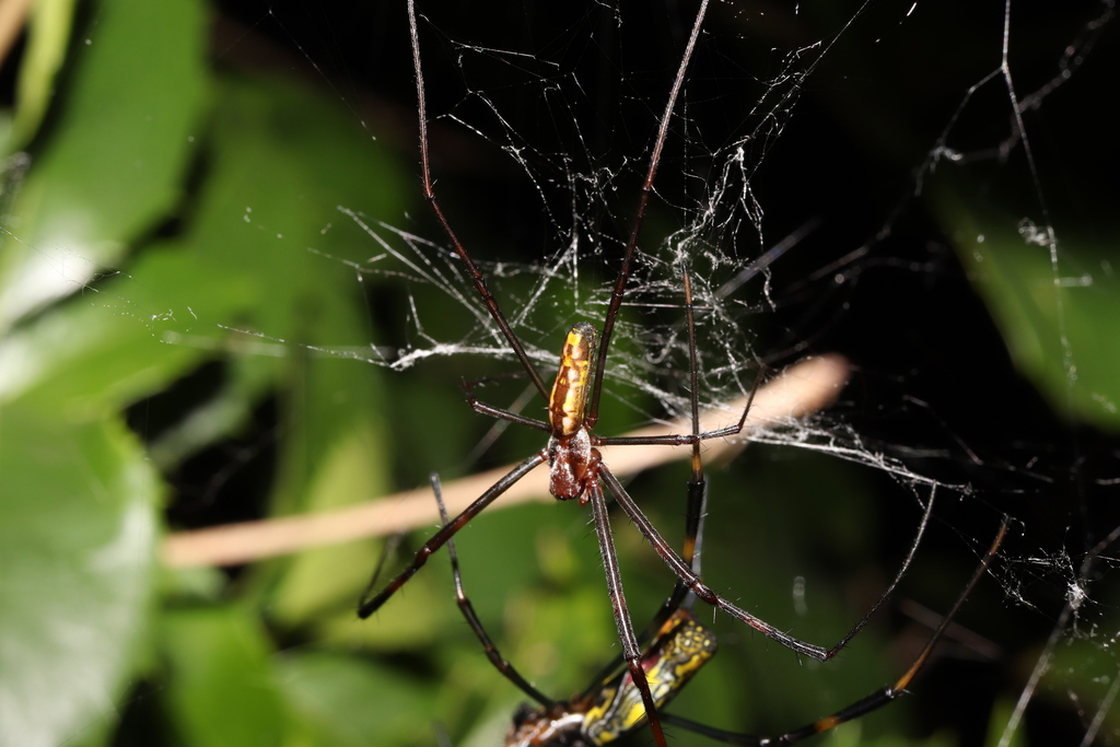 Joro Spider from Район Тоцука, Иокогама, Канагава, Япония on September ...