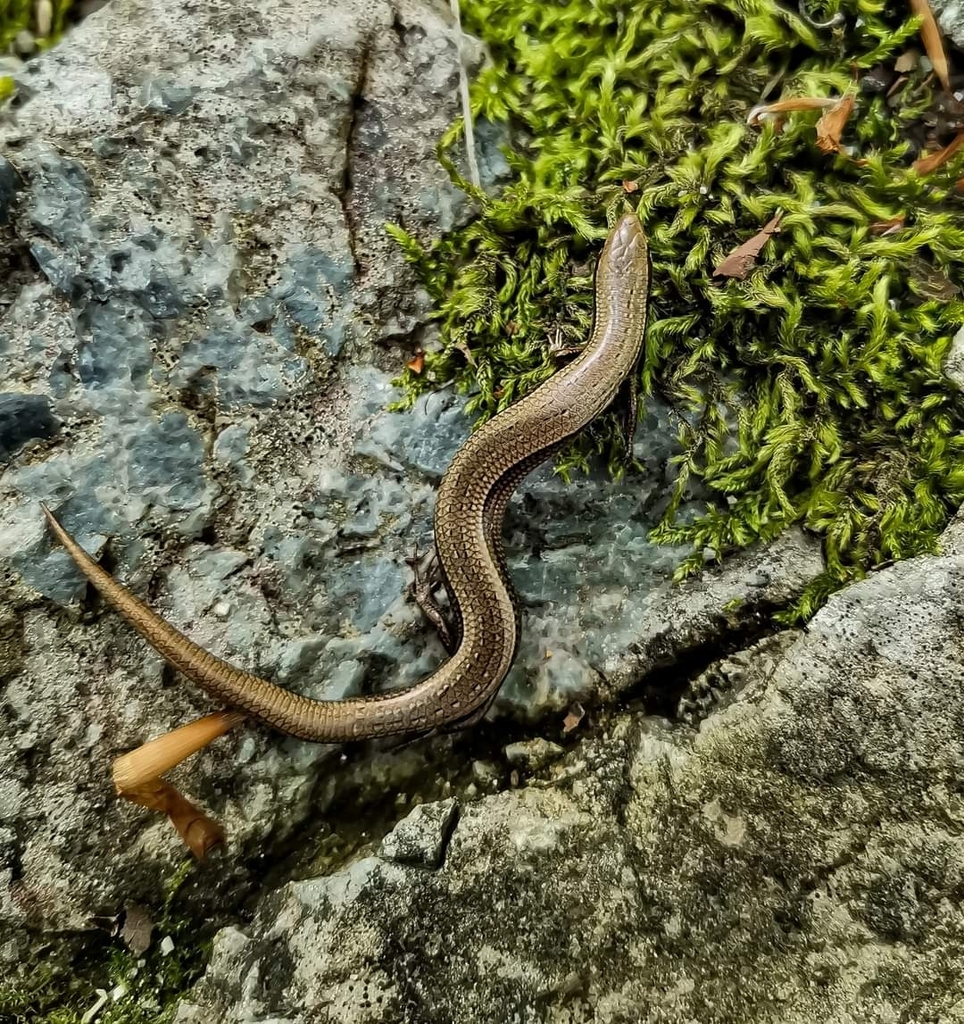 European Copper Skink by Ivaylo Georgiev · iNaturalist