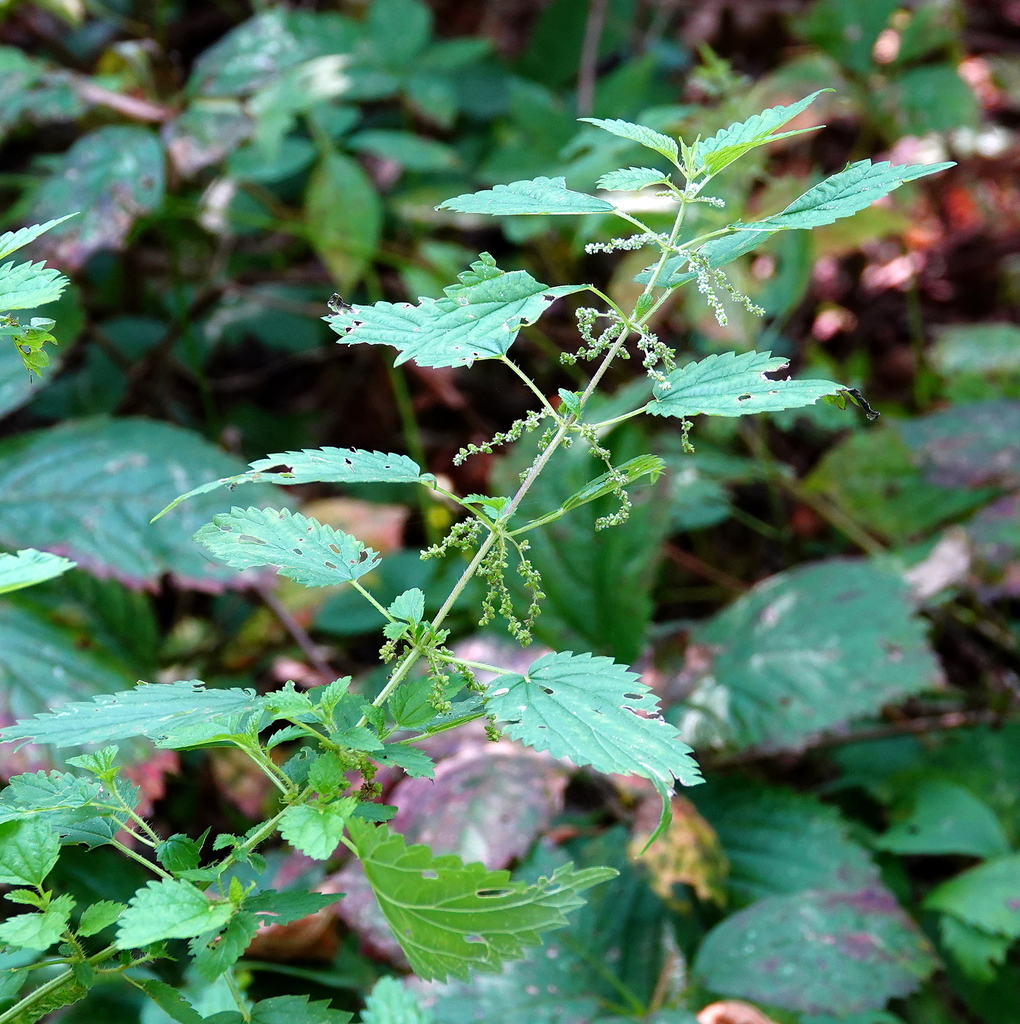 wood nettle from Ottawa Greenbelt, Ottawa, Ontario, Canada on September ...