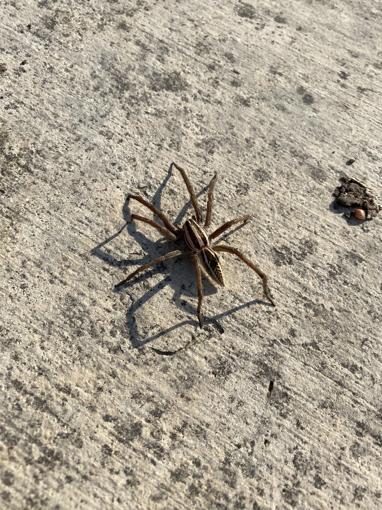 Rabid Wolf Spider from Wispy Trail, Fort Worth, TX, US on September 11 ...