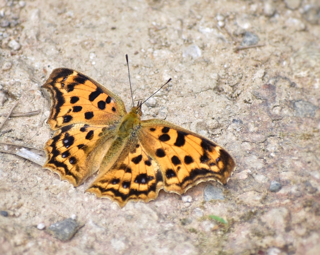 Asian Comma from Jinhua on May 8, 2022 at 02:24 PM by bloodlesshunting ...