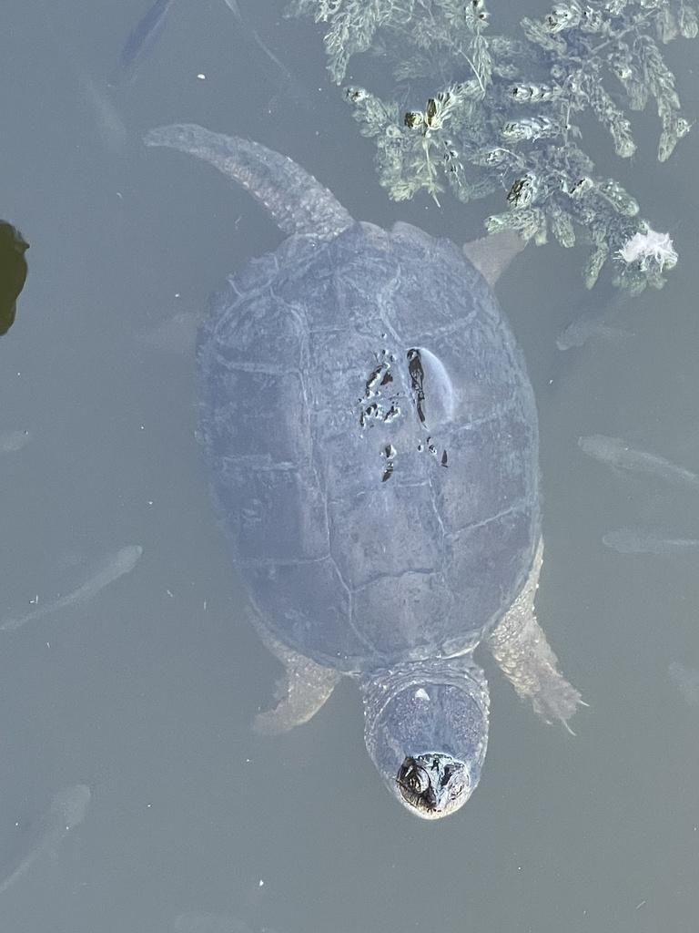 Common Snapping Turtle from South Pond, Chicago, IL, US on September 10 ...