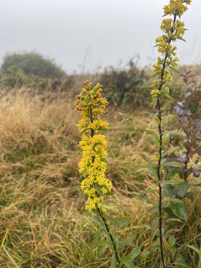 Roan Mountain Goldenrod from Pisgah National Forest, Bakersville, NC ...