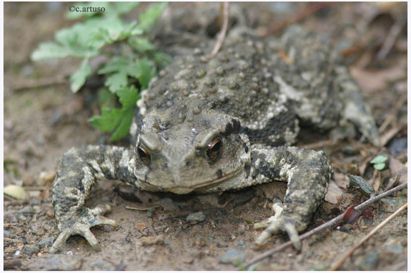 Old World Toads in July 2005 by Christian Artuso. Presumed Tonkin Toad ...