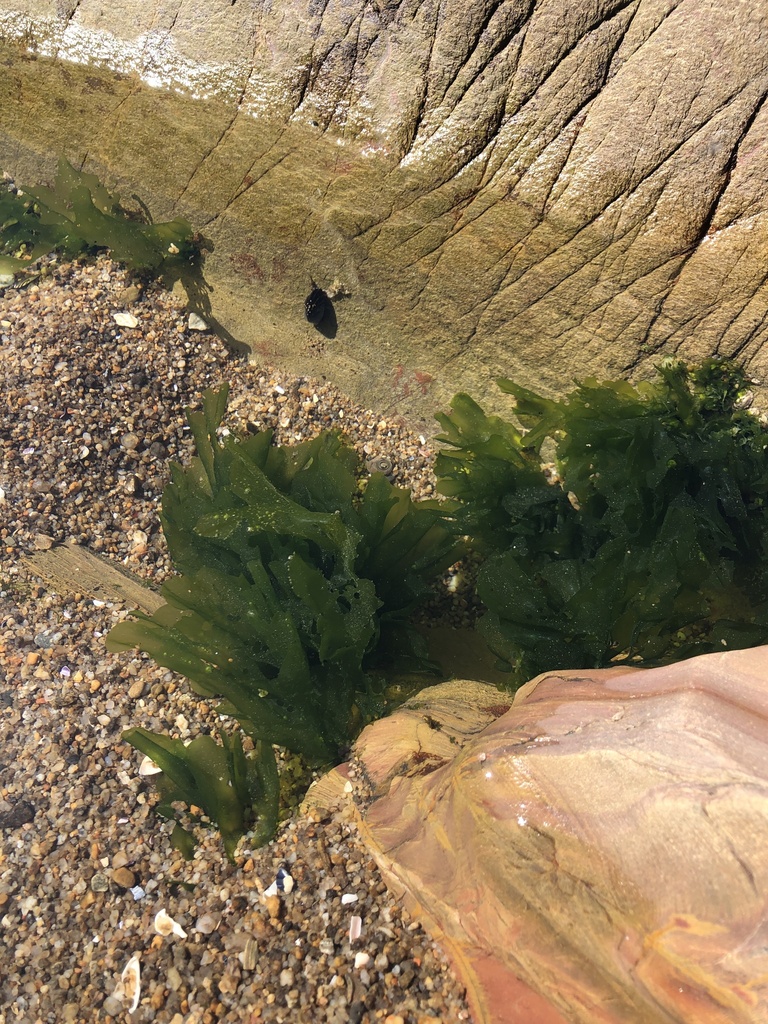 Broadleaf Sea Lettuce from Del Faro, La Paloma, Rocha, UY on September ...