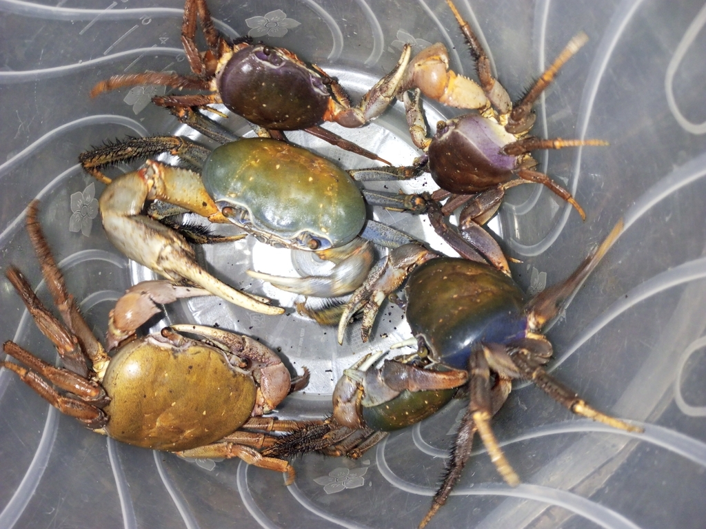 African Rainbow Crab from Pahou, Bénin on August 03, 2022 at 09:11 PM ...