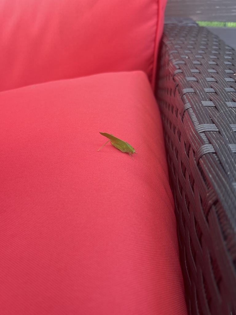 Modest Katydid from Huntersfield Dr, Carmel, IN, US on September 10 ...