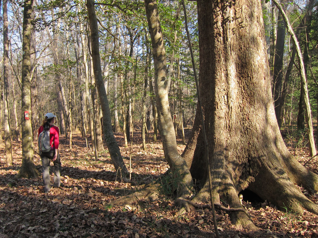 swamp white oak from Congaree National Park, Richland, South Carolina ...