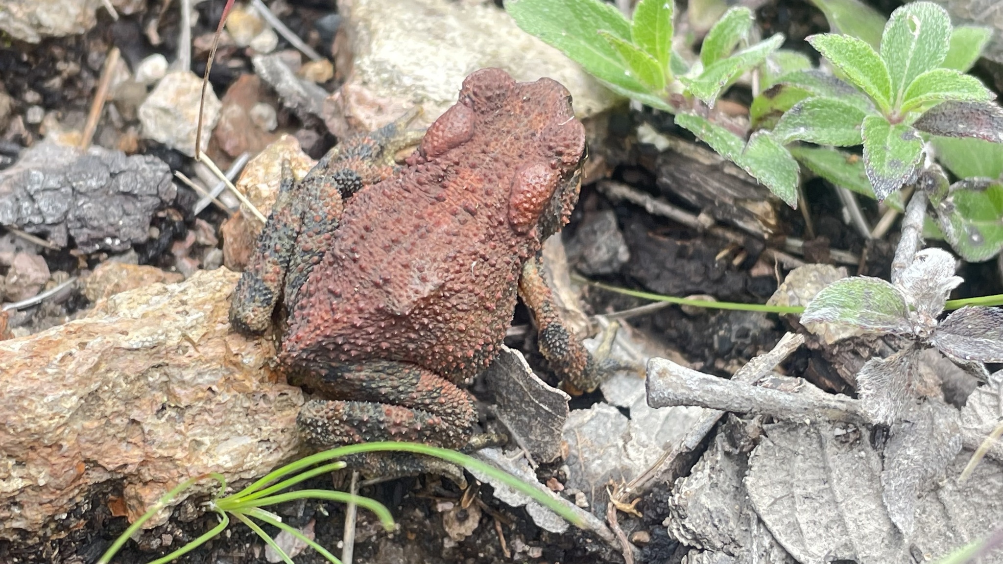 Incilius occidentalis (Camerano, 1879)