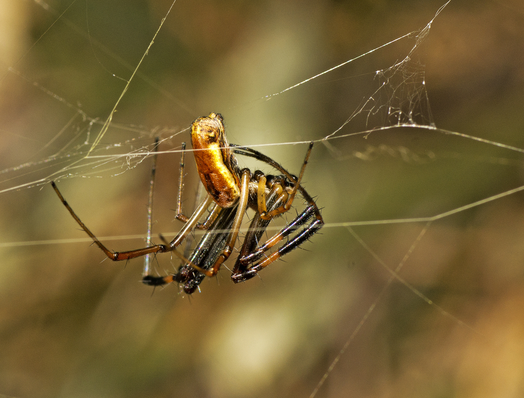 Australian Golden Orbweaver from Combo Waterhole, Kynuna QLD 4823 ...