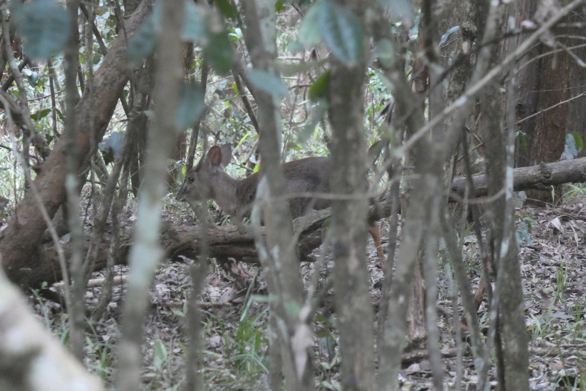 Neotragus moschatus (Von Dueben, 1846)