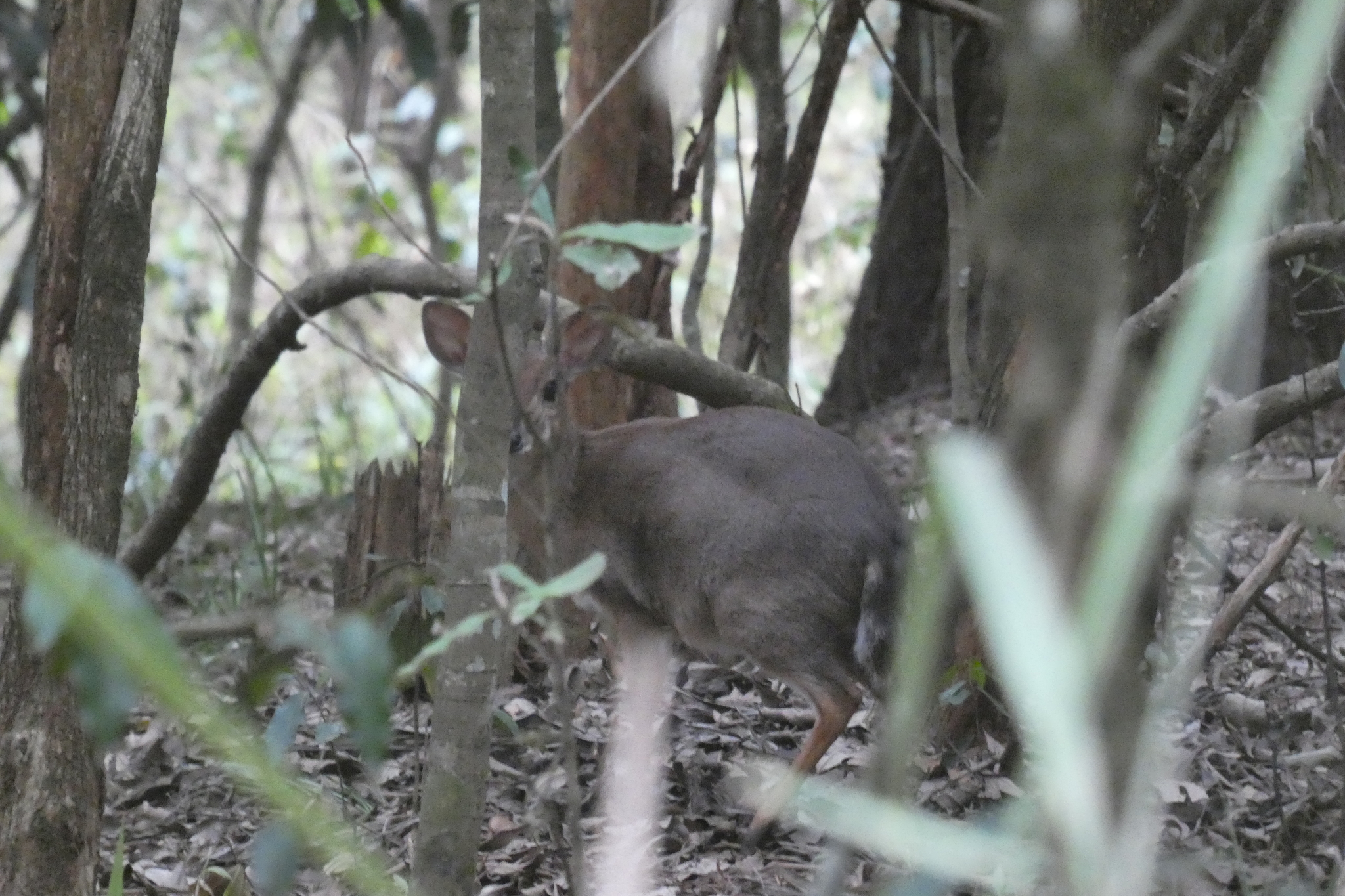 Neotragus moschatus (Von Dueben, 1846)