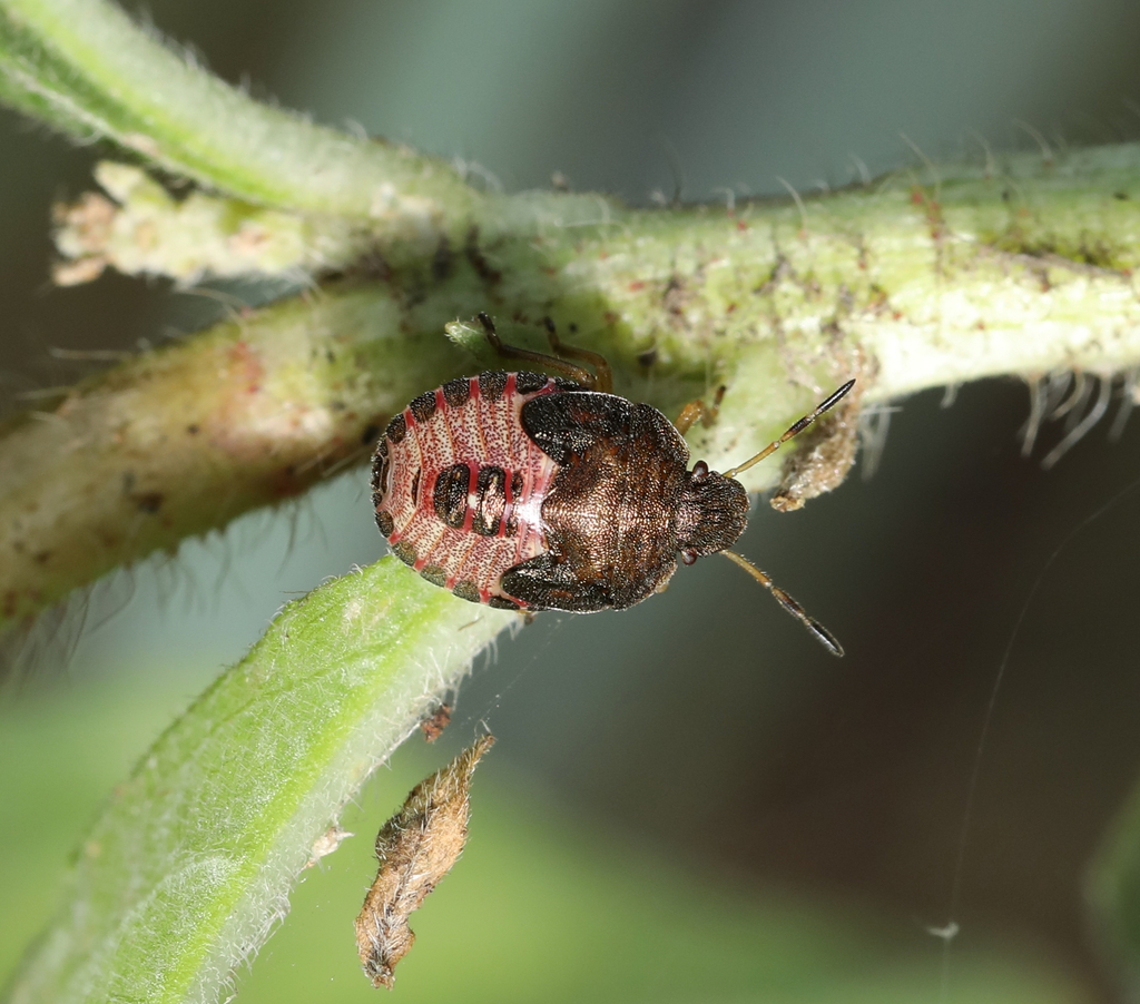 Peribalus strictus vernalis from Gonfreville-l'Orcher, France on ...