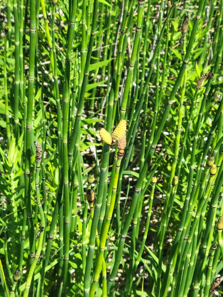 rough horsetail from Kankakee Sands Preserve, Custer Township, Will ...