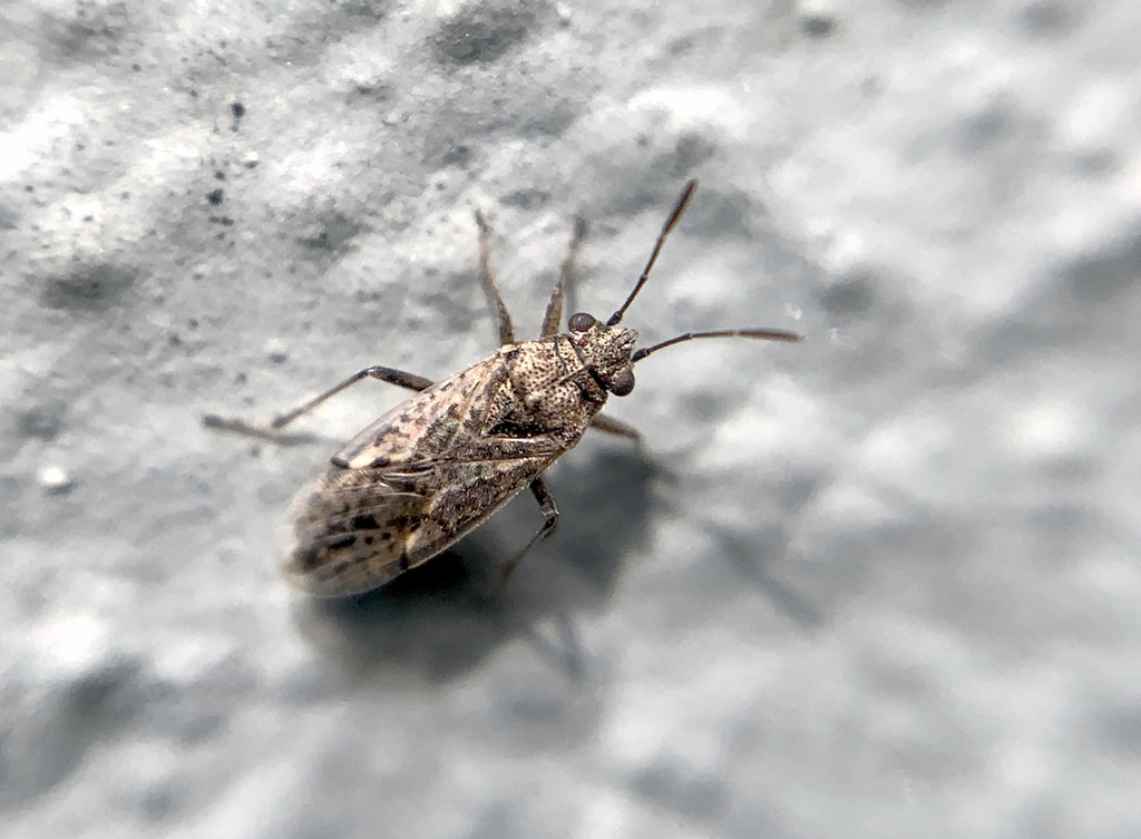 Nysius simulans from Coghlan, CABA, Argentina on September 11, 2022 at ...