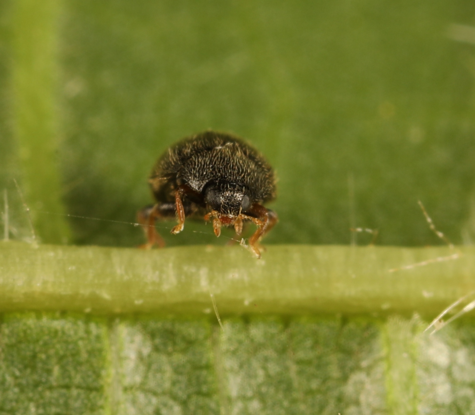 Stethorus pusillus (Herbst, 1797)